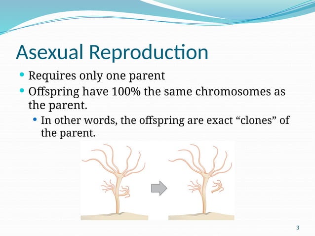 Reproduction PPT.pptxbbbbbbbbbbbbbbbbbbbbb | PPTX