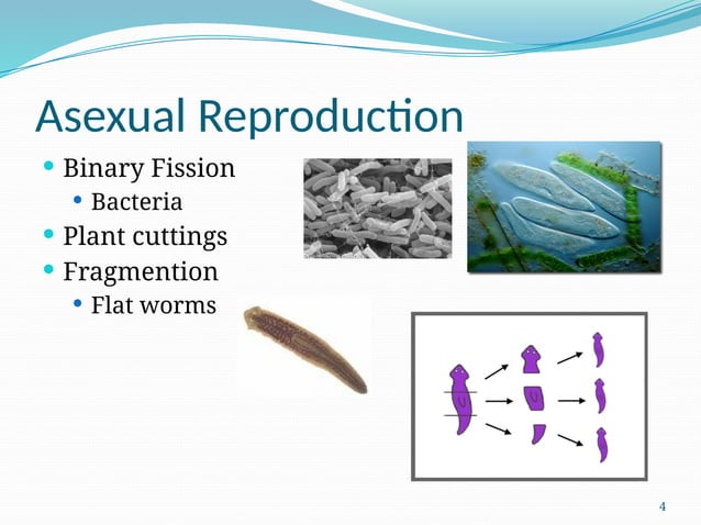 Reproduction PPT.pptxbbbbbbbbbbbbbbbbbbbbb | PPTX