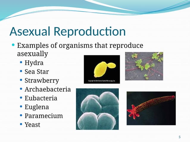 Reproduction PPT.pptxbbbbbbbbbbbbbbbbbbbbb | PPTX