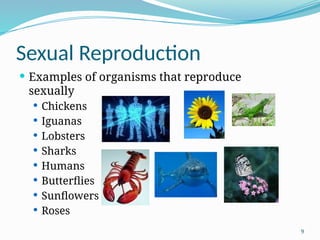 Reproduction PPT.pptxbbbbbbbbbbbbbbbbbbbbb | PPTX