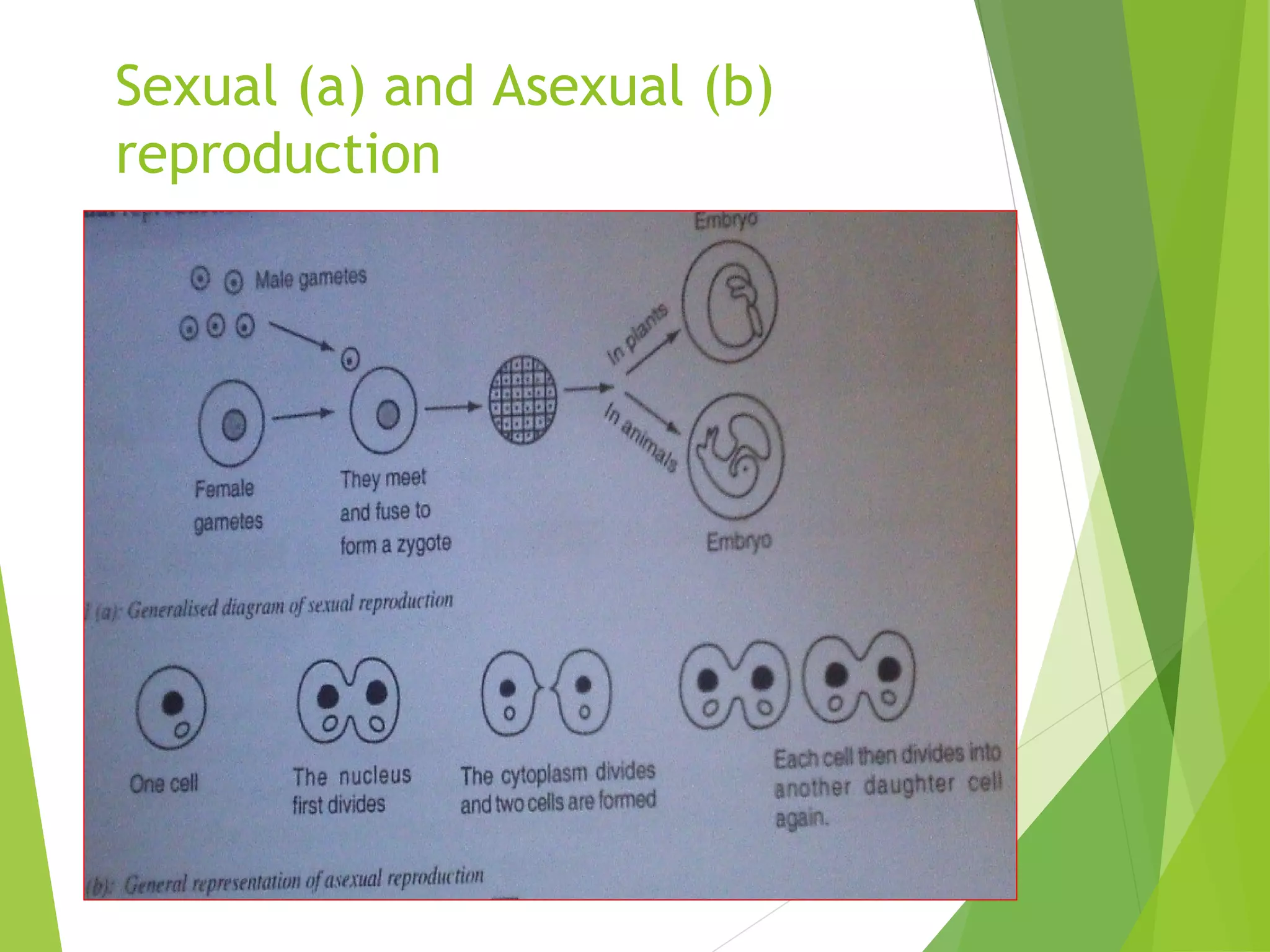 Reproduction Ppt; New | PPT