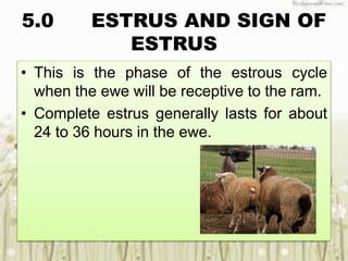 Reproduction profiles of sheep slide | PPTX