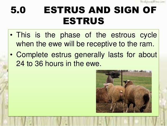 Sheep Reproductive Male