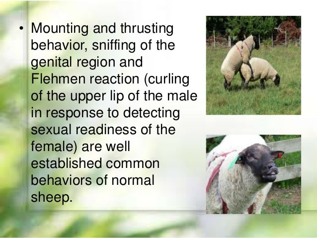 Reproduction profiles of sheep slide