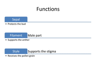 Reproduction review lesson | PPTX