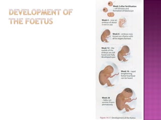 Reproduction System in Human | PPT