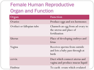 Reproduction System in Human | PPT