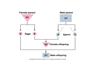 Reproduction system physiology | PPT