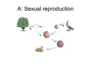 Reproduction terms review | PPT