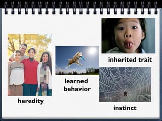 Reproduction unit | PPT