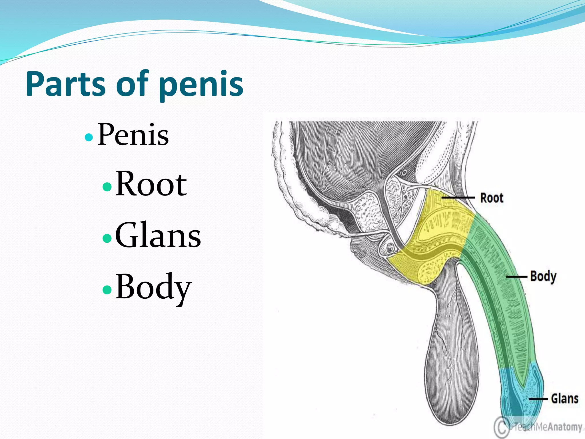 Reproductive System Male And Female PPTX