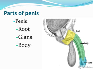 Reproductive System Male and female | PPTX
