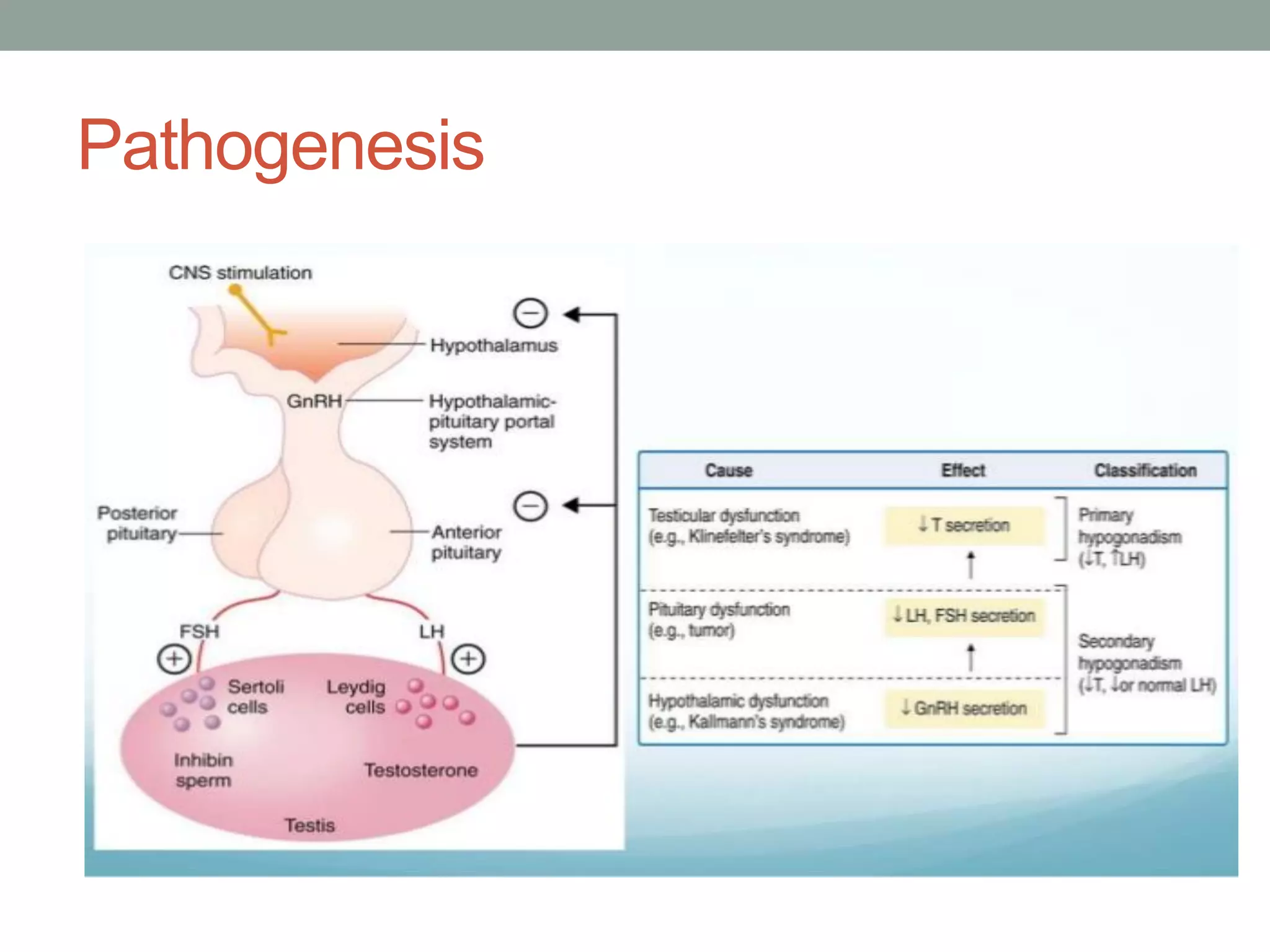 Sex Hormone Disorders Pathophysiology Pdf