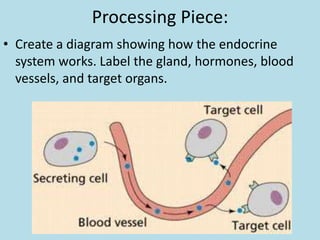 Reproductive and endocrine systems | PPTX