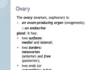 Reproductive-organs anatomy 1st year .pptx