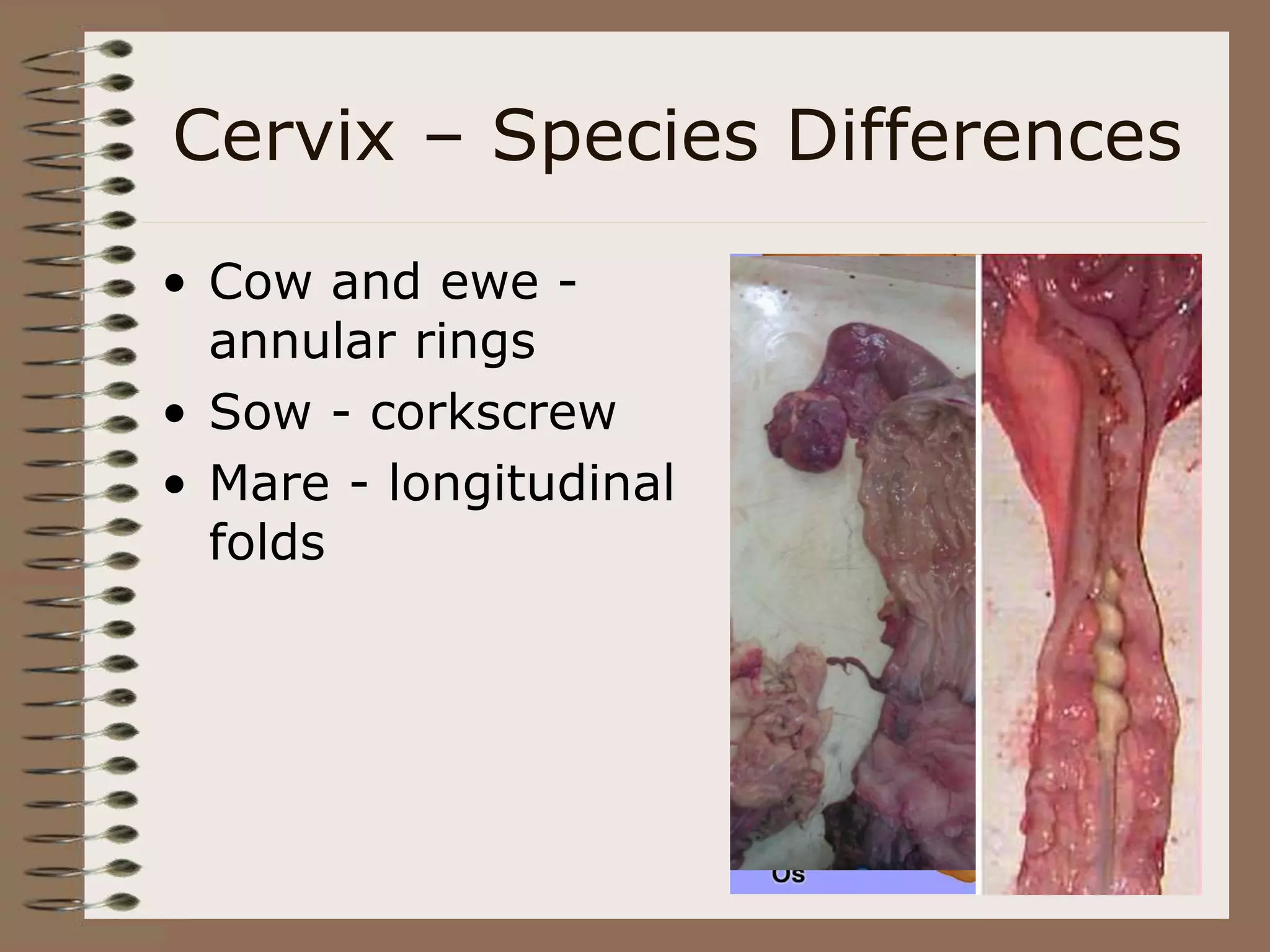 reproductive-structures-and-cycles-NXPowerLite.ppt