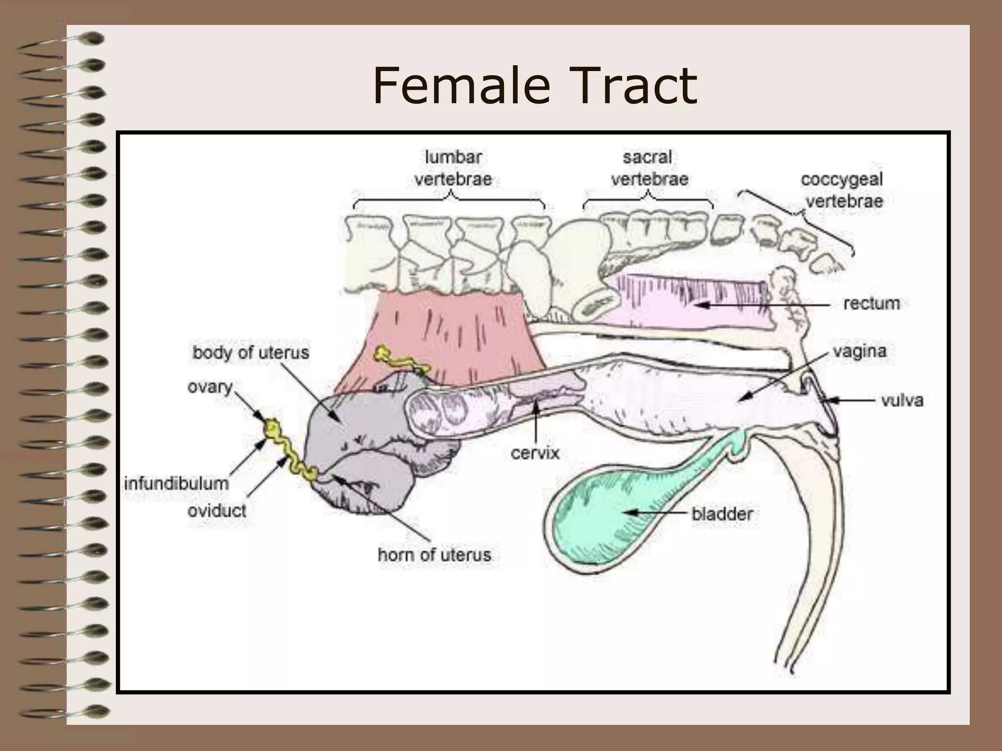 reproductive-structures-and-cycles-NXPowerLite.ppt