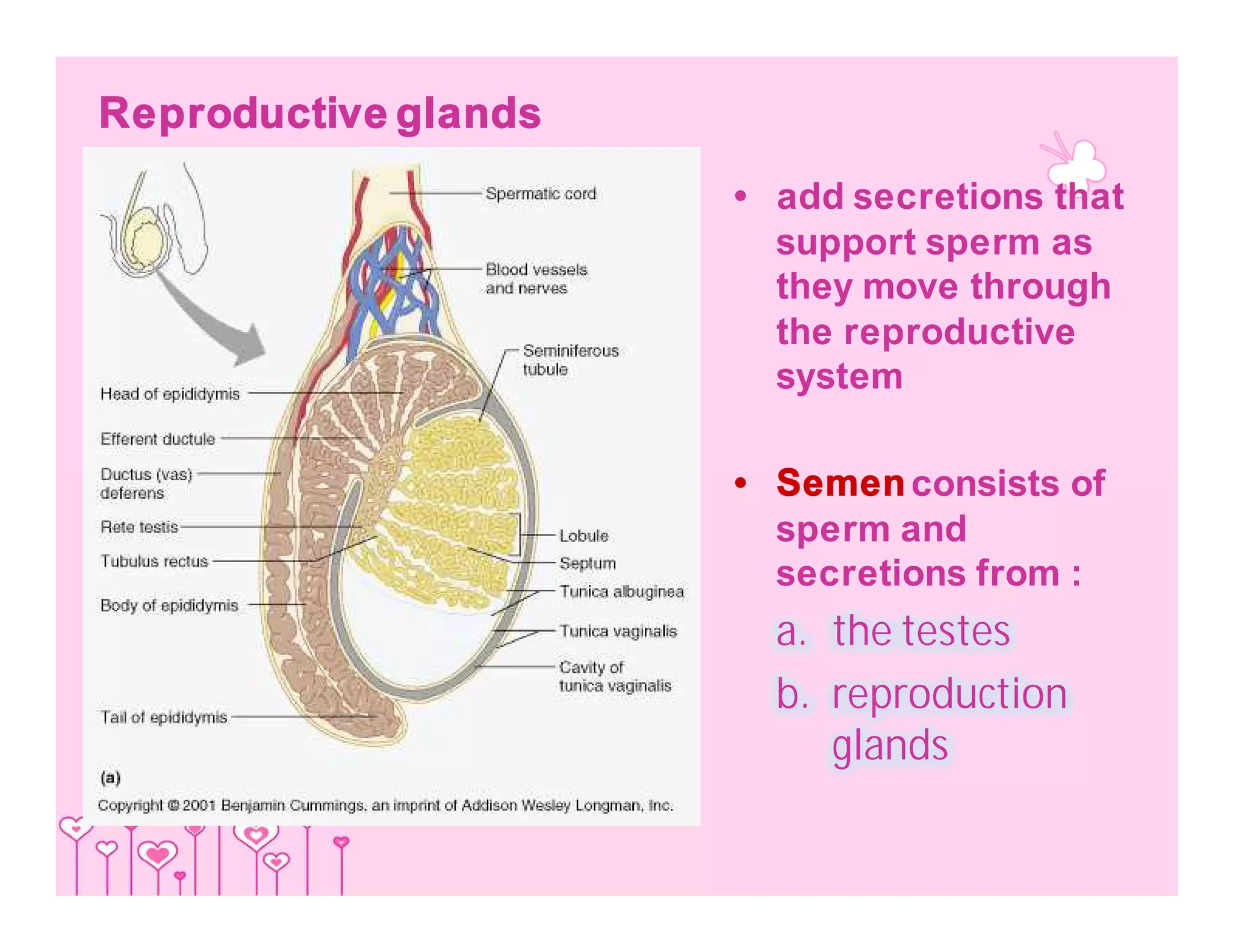 Reproductive system | PDF