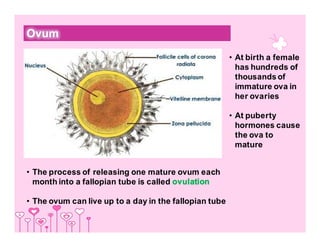 Reproductive system | PDF