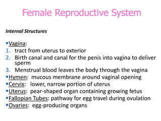 Reproductive-System.ppt