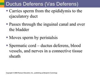 Reproductive-System.ppt