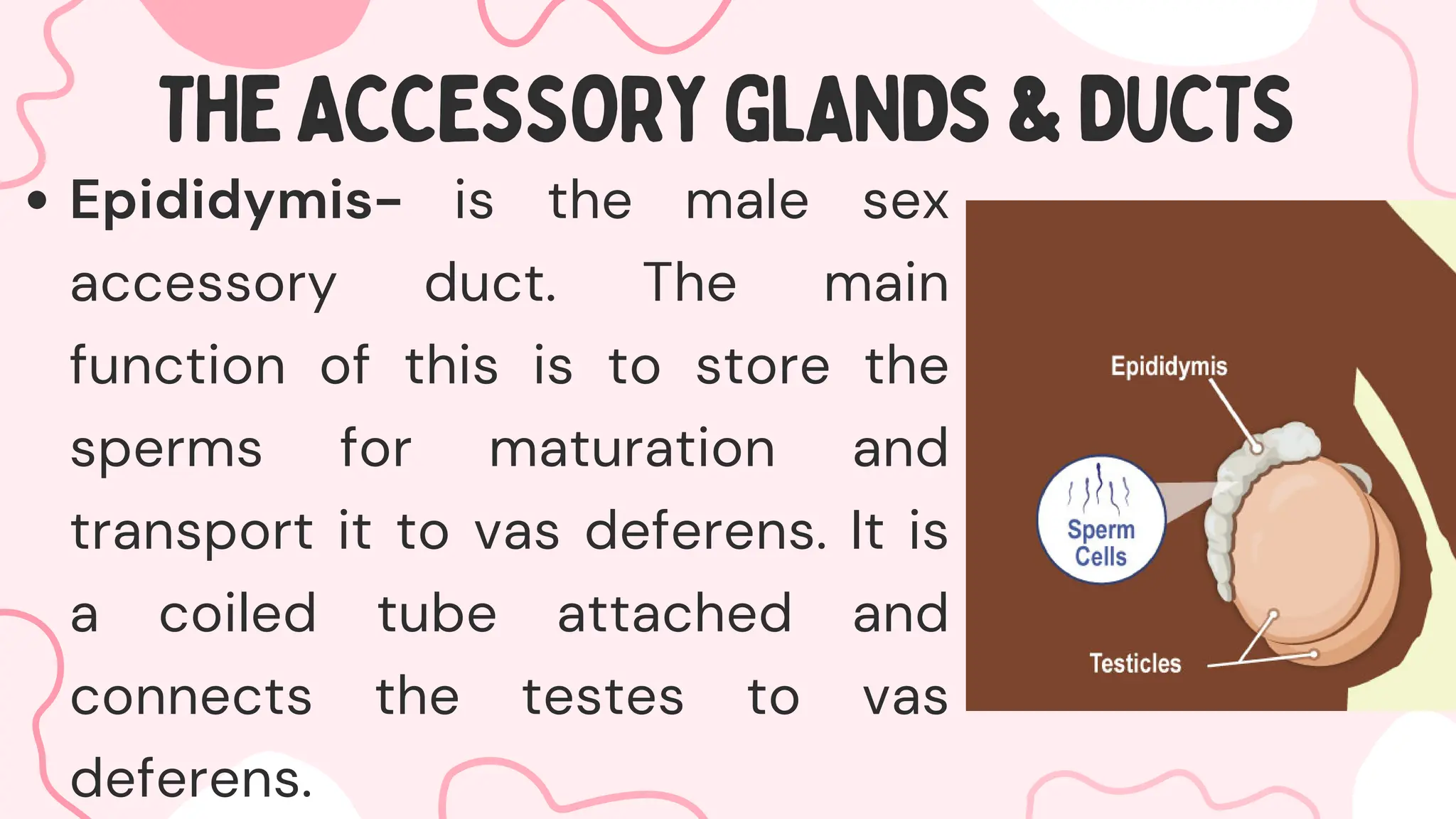 SCIENCE-QUARTER3-REPRODUCTIVE-SYSTEM.pdf