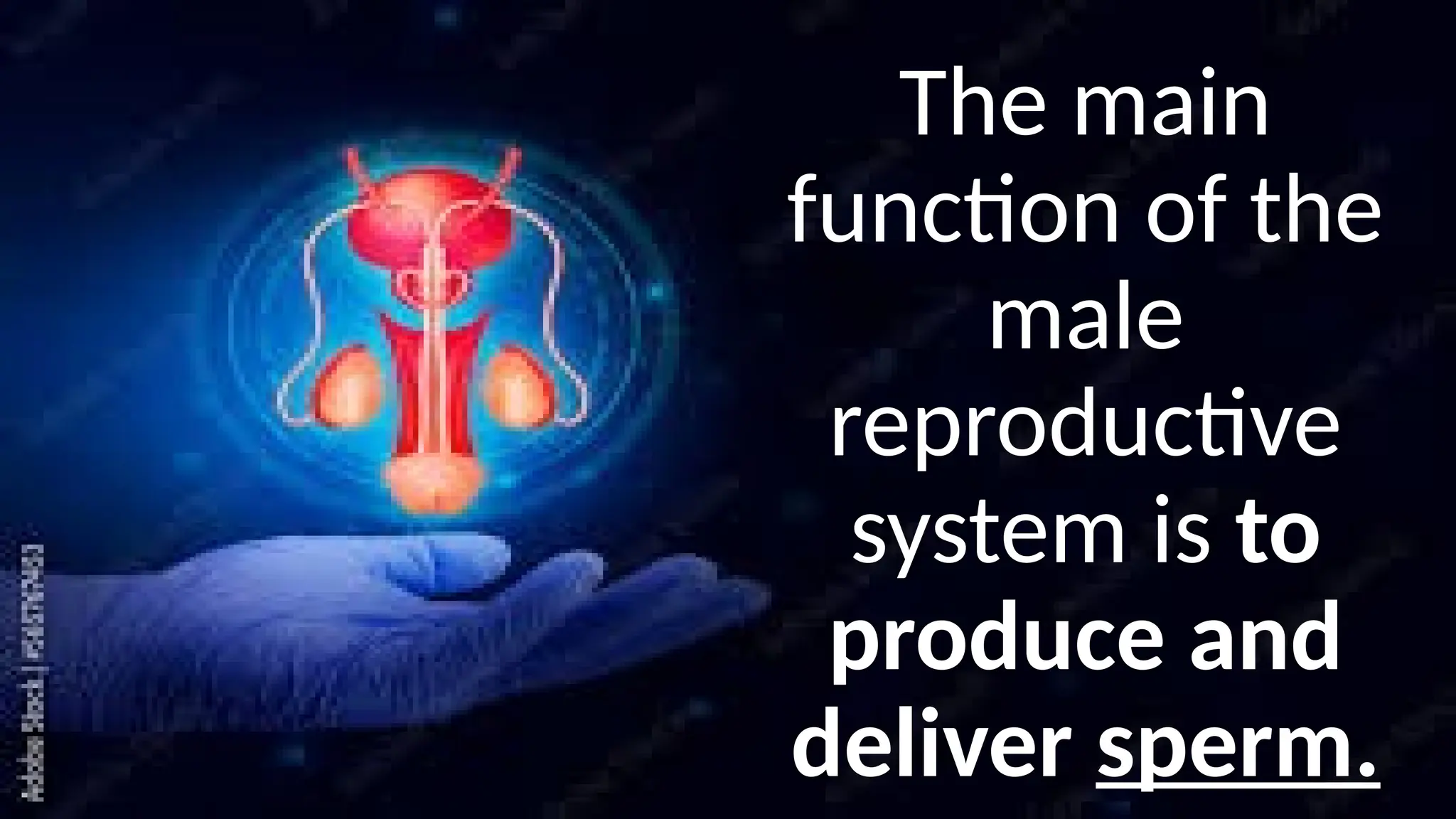 HUMAN REPRODUCTIVE-SYSTEM-Grade 10 4th quarter.pptx