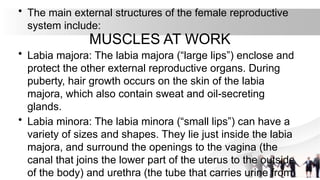 REPRODUCTIVE-SYSTEM.pptxxxxxxxxxxxxxxxxx | PPTX