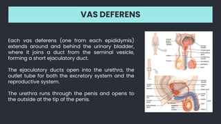 Learn about Reproductive-System.pdftranses | PDF