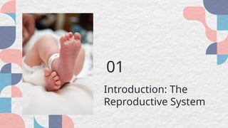 REPRODUCTIVE-SYSTEM-MALE-AND-FEMALE-ORGAN | PPTX