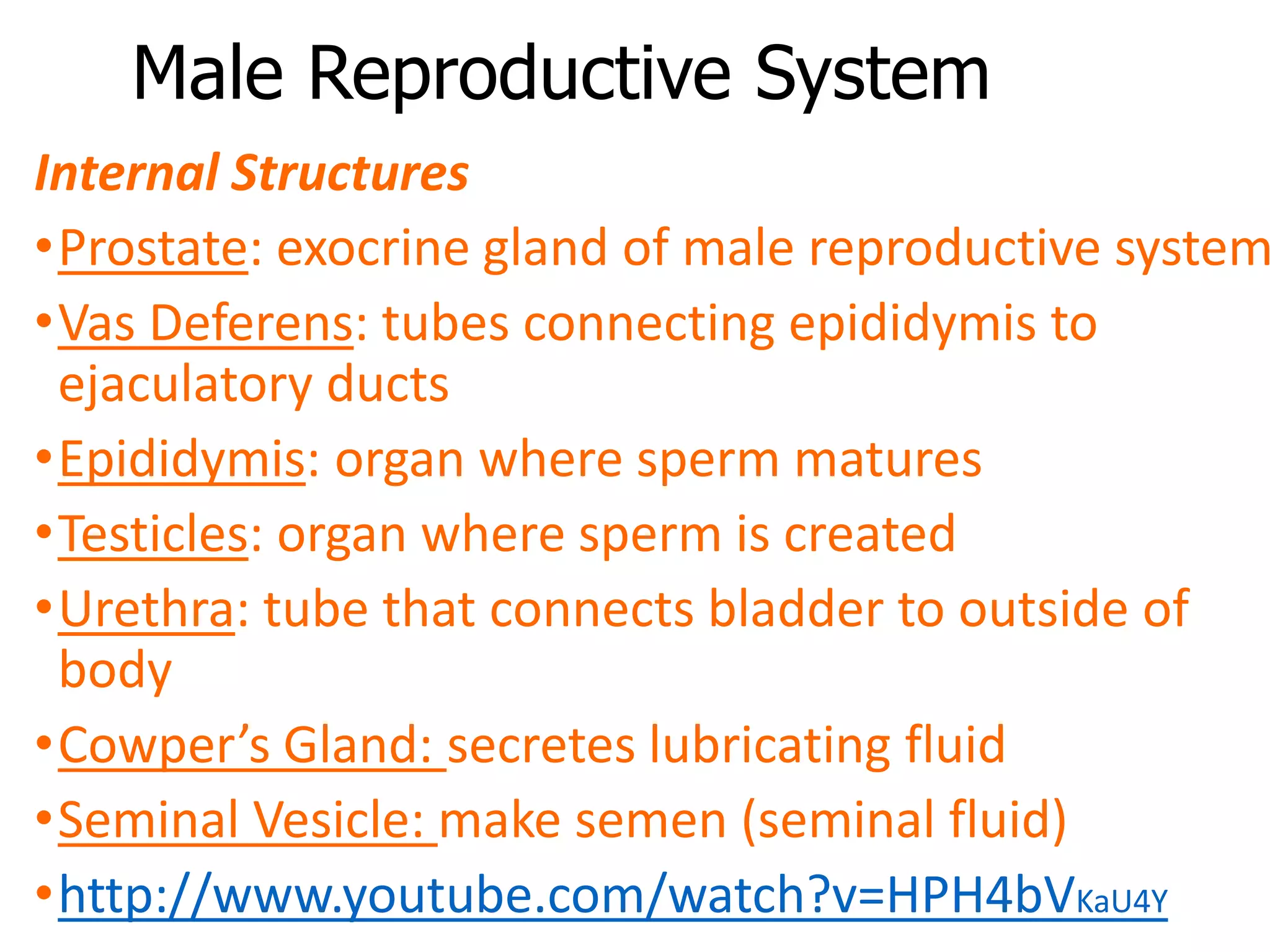 Reproductive-System-Power-Point-.pptx