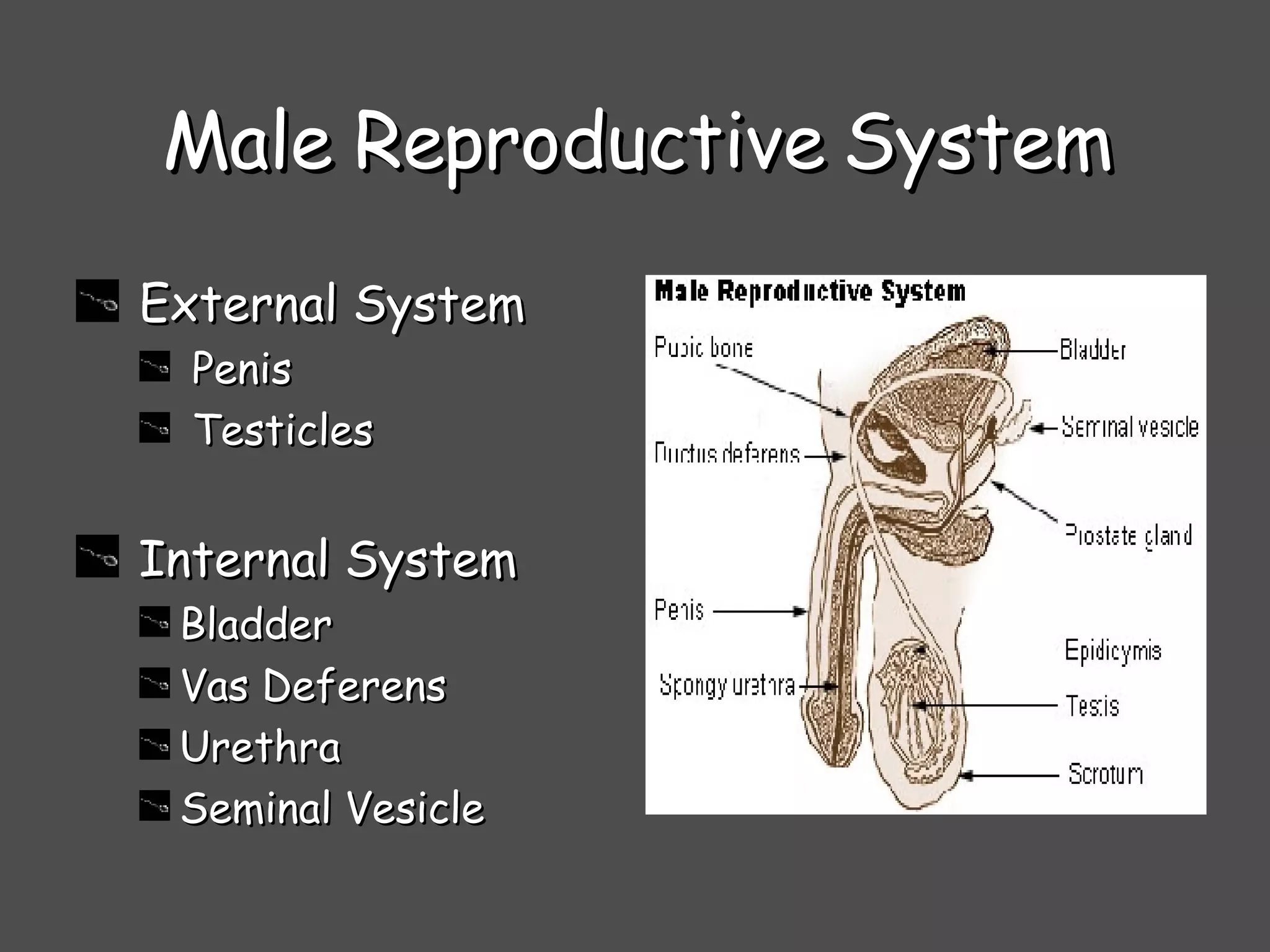 Reproductive System PPT | PPT