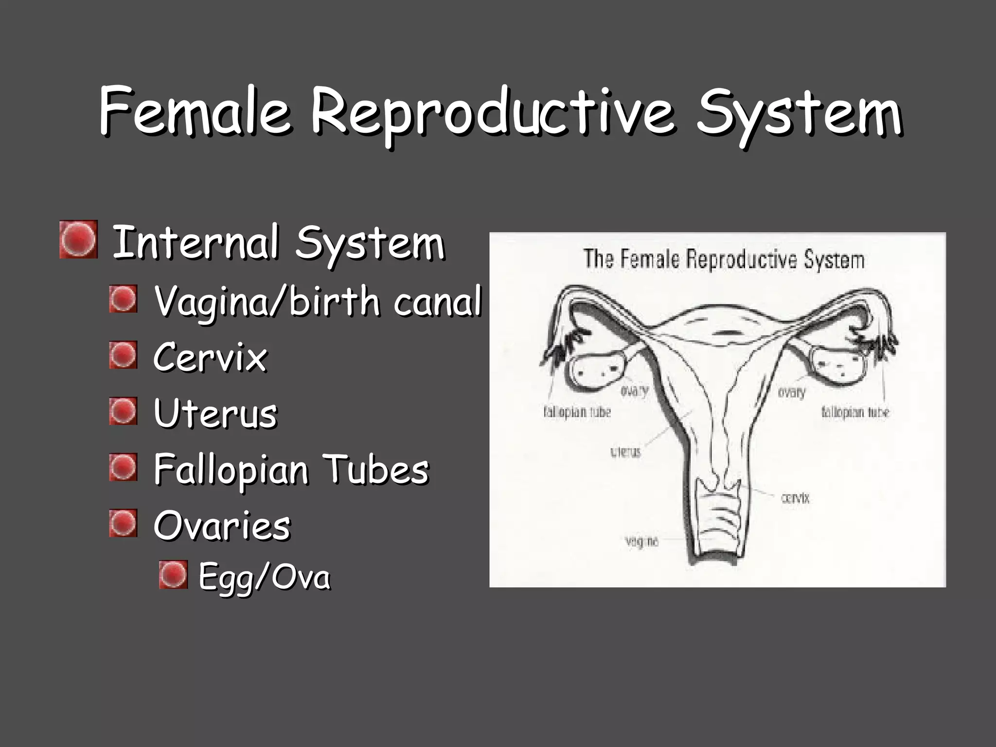 Reproductive System PPT | PPT