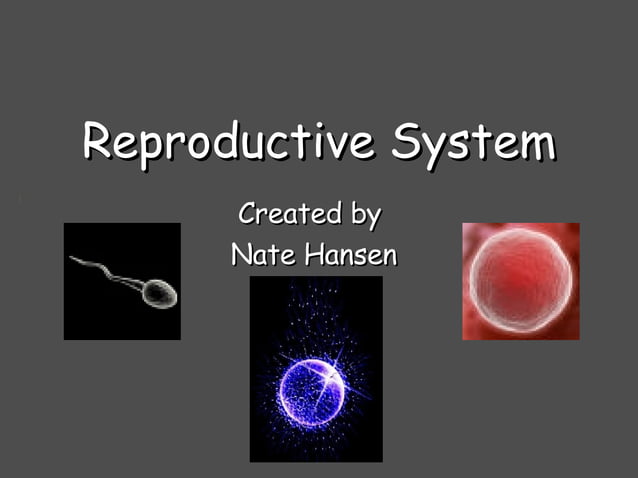 Reproductive System PPT | PPT