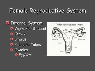 Reproductive System PPT | PPT