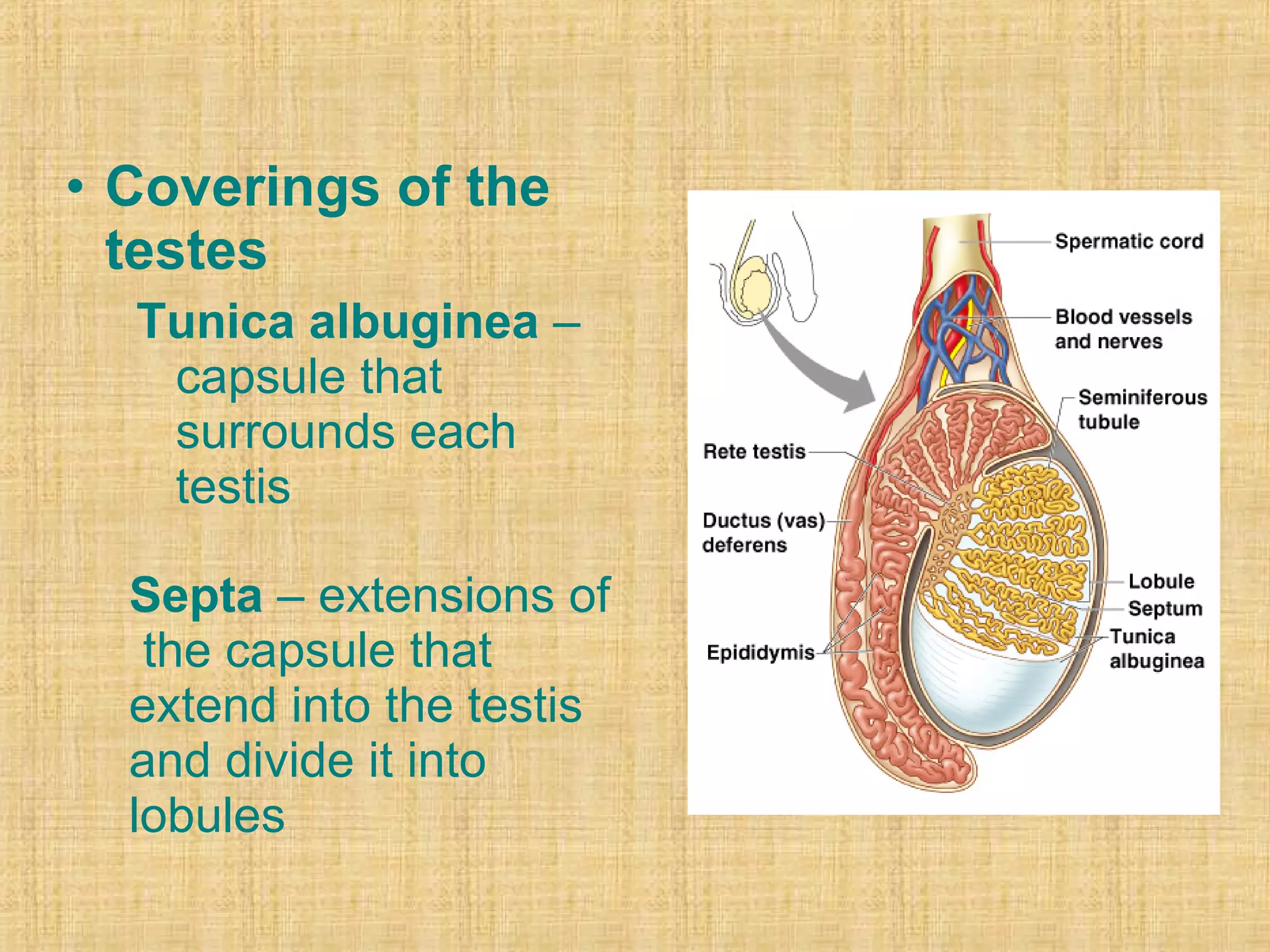 Reproductive%20 System[1] | PPT