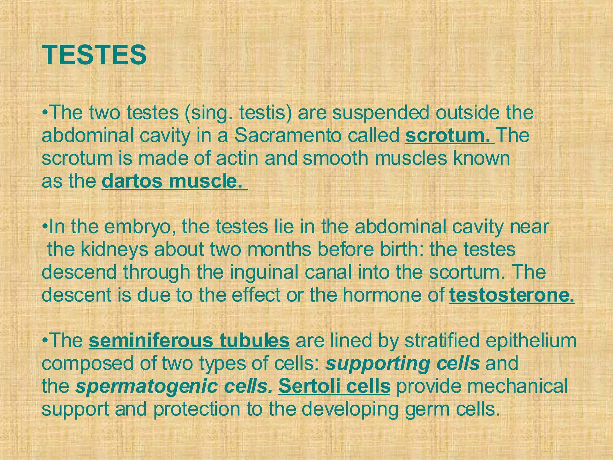 Reproductive%20 System[1] | PPT