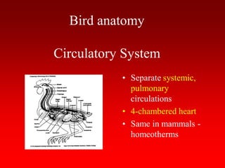 Reproductive anatomy and songs in birds.pdf