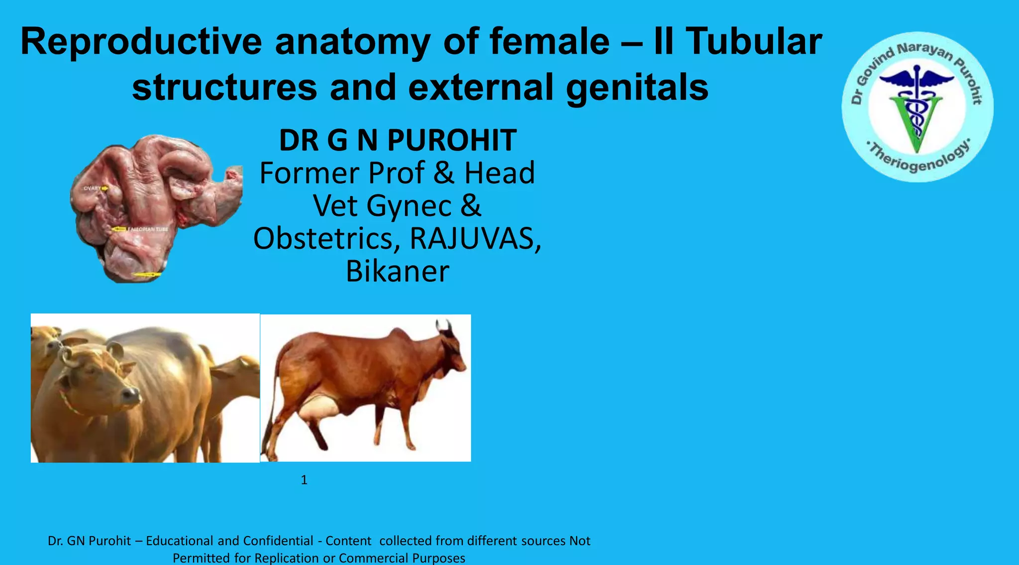 Reproductive anatomy of females ii tubular structures (1) | PDF