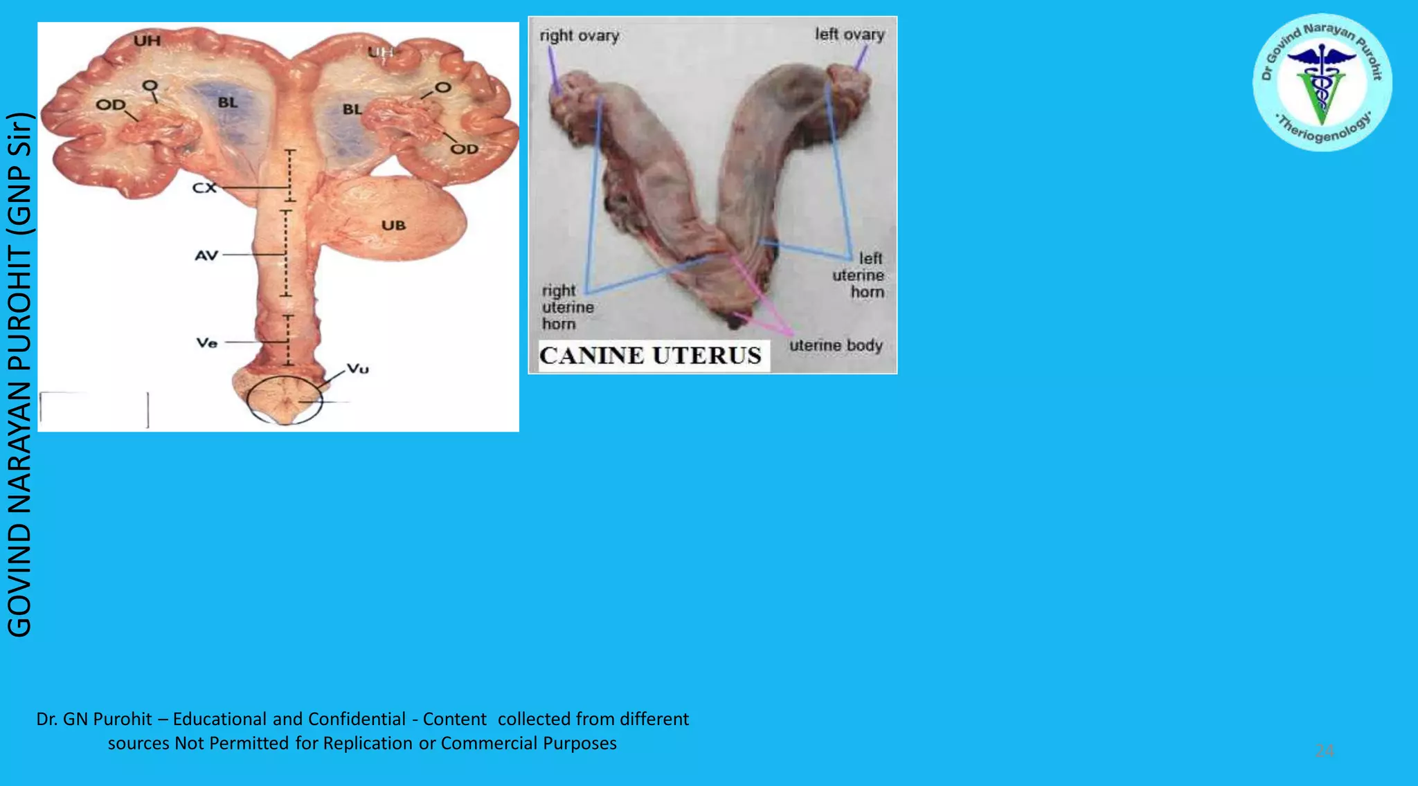 Canine Uterus Anatomy Mt. Hope Surgical Society Anatomy Wednesday