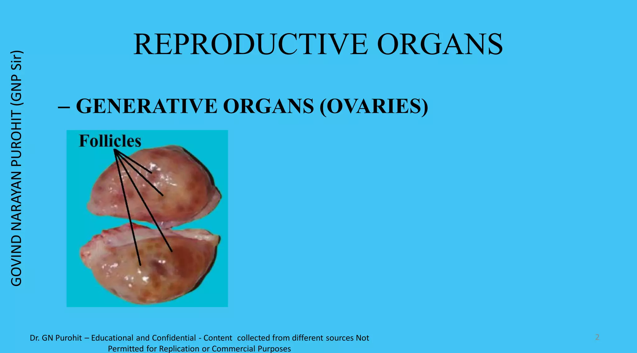 Reproductive anatomy of females i ovaries | PDF