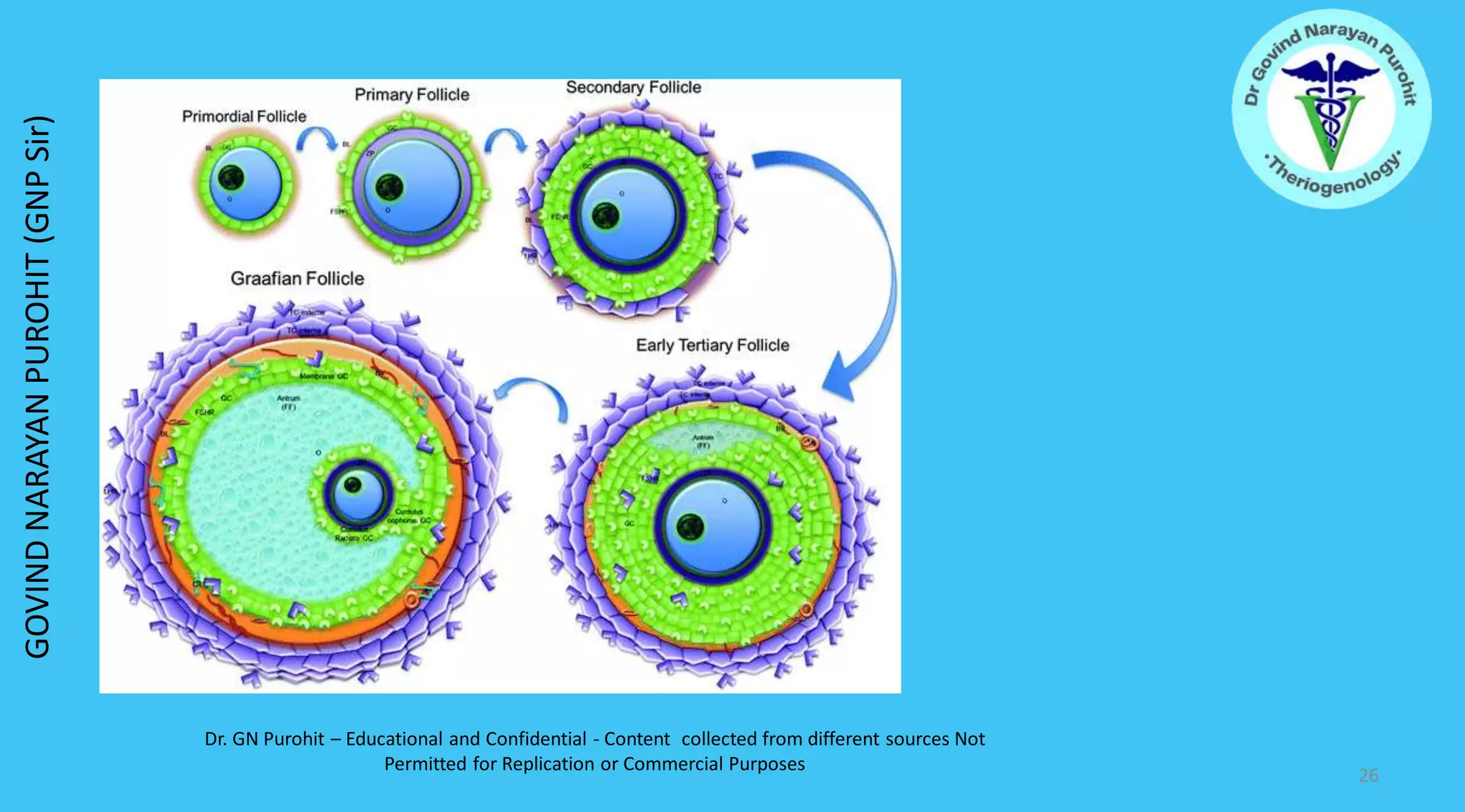 Reproductive anatomy of females i ovaries | PDF
