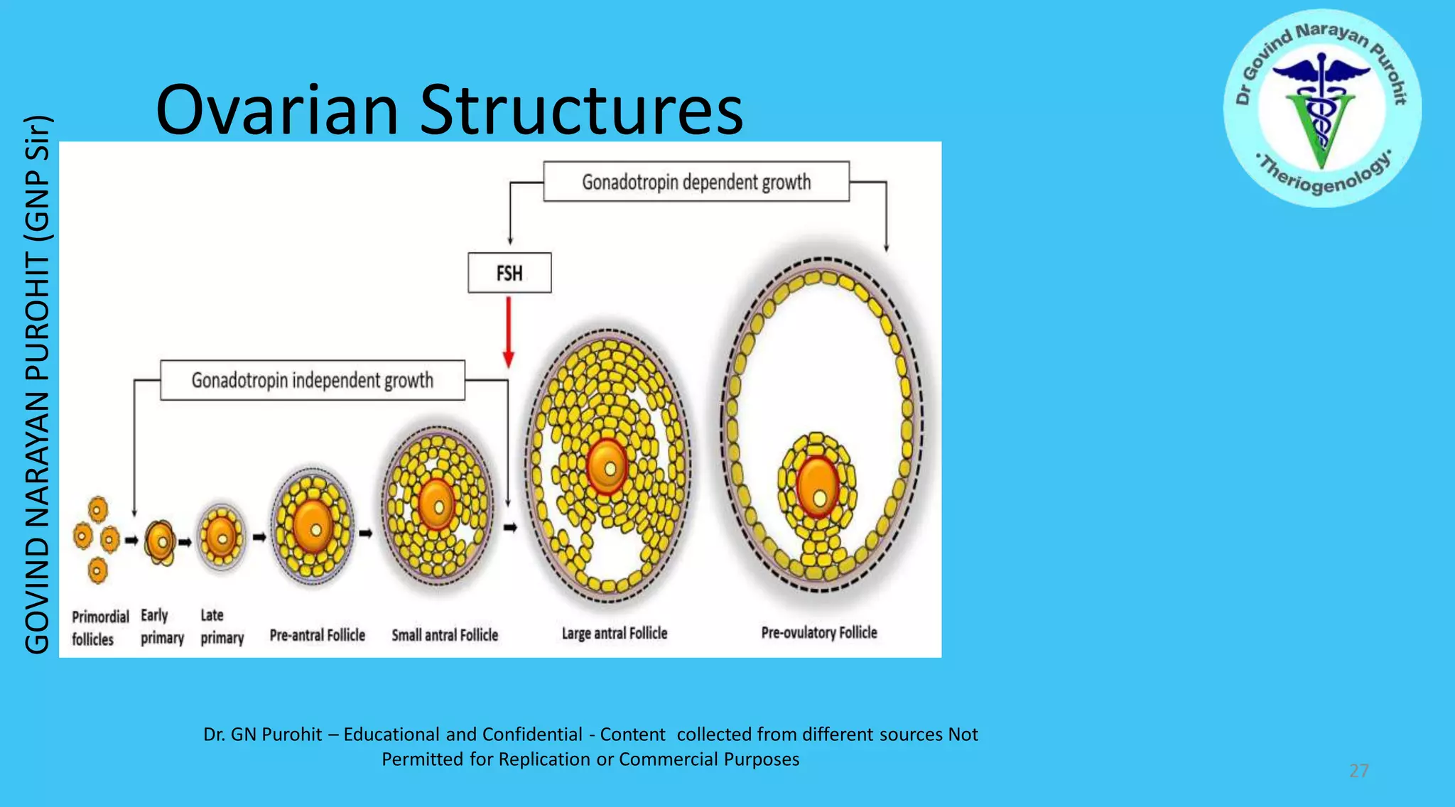 Reproductive anatomy of females i ovaries | PDF