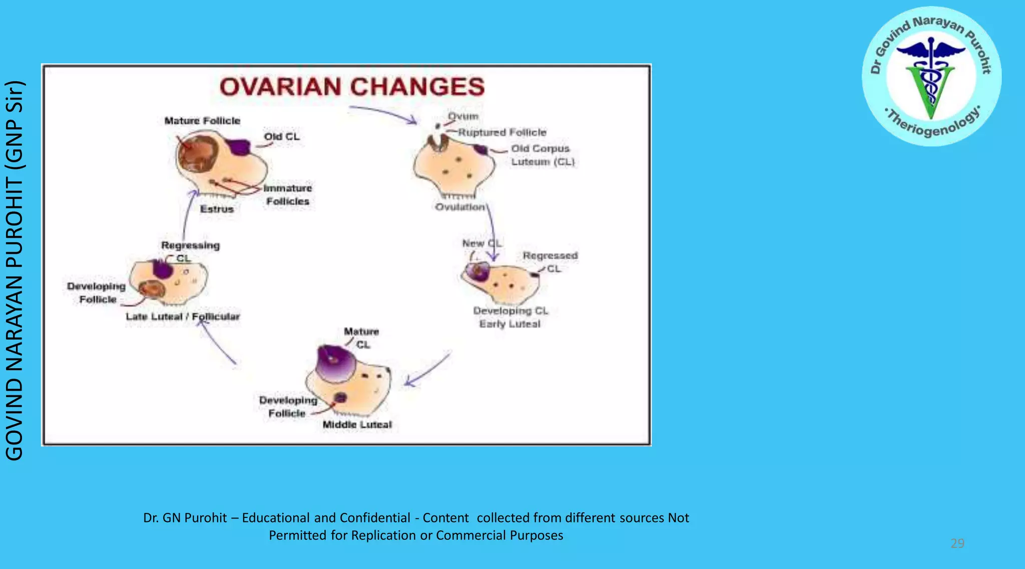 Reproductive anatomy of females i ovaries | PDF
