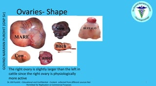 Reproductive anatomy of females i ovaries | PDF