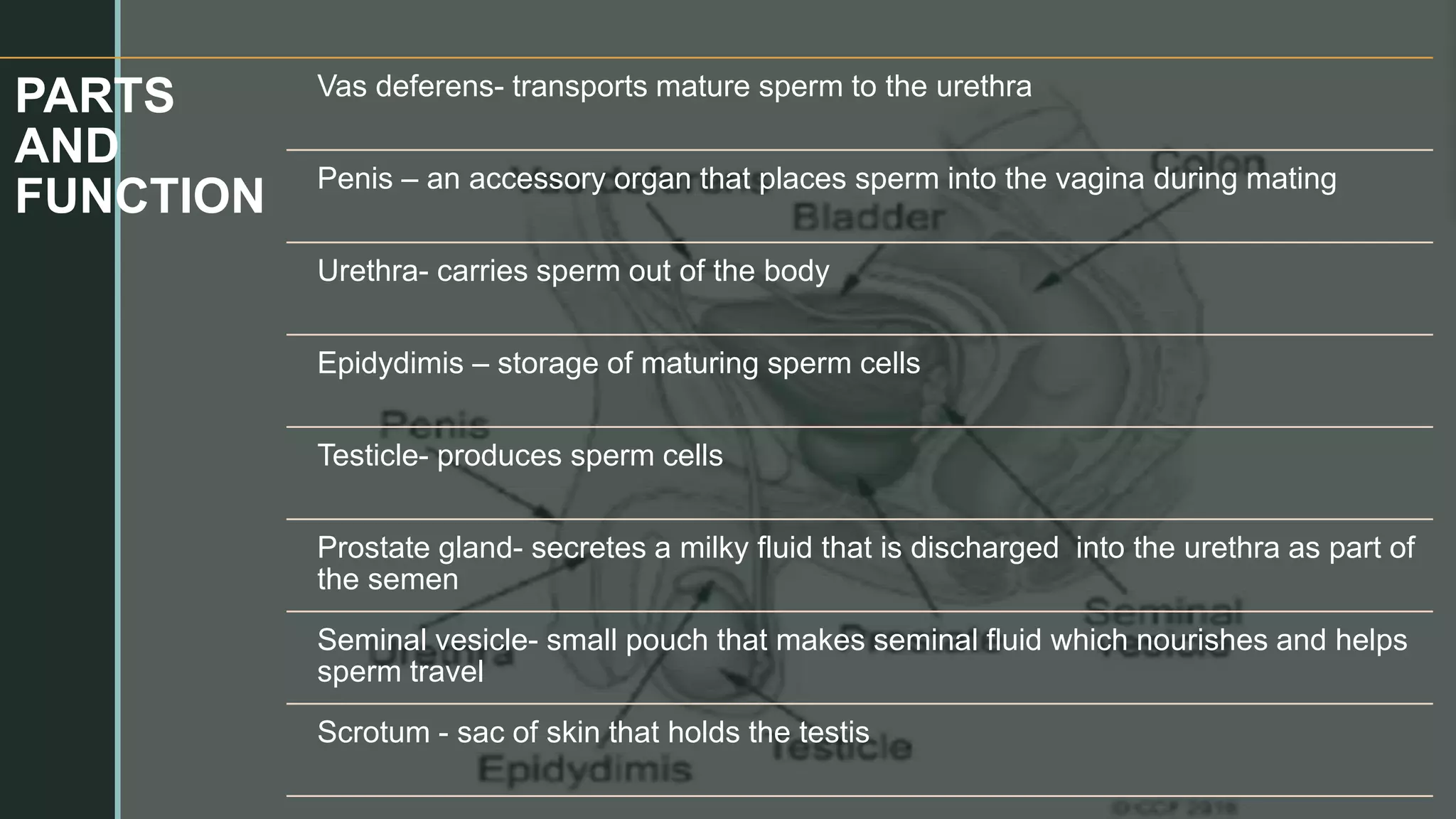 REPRODUCTIVE AND ENDOCRINE SYSTEMS.pptx