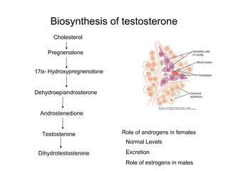 Reproductive and hormonal functions of the male | PPT