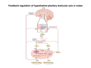 Reproductive and hormonal functions of the male | PPT