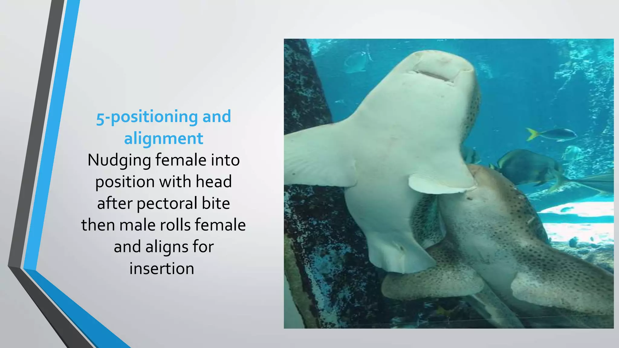 Reproductive behavior and parental care in sharks | PPTX