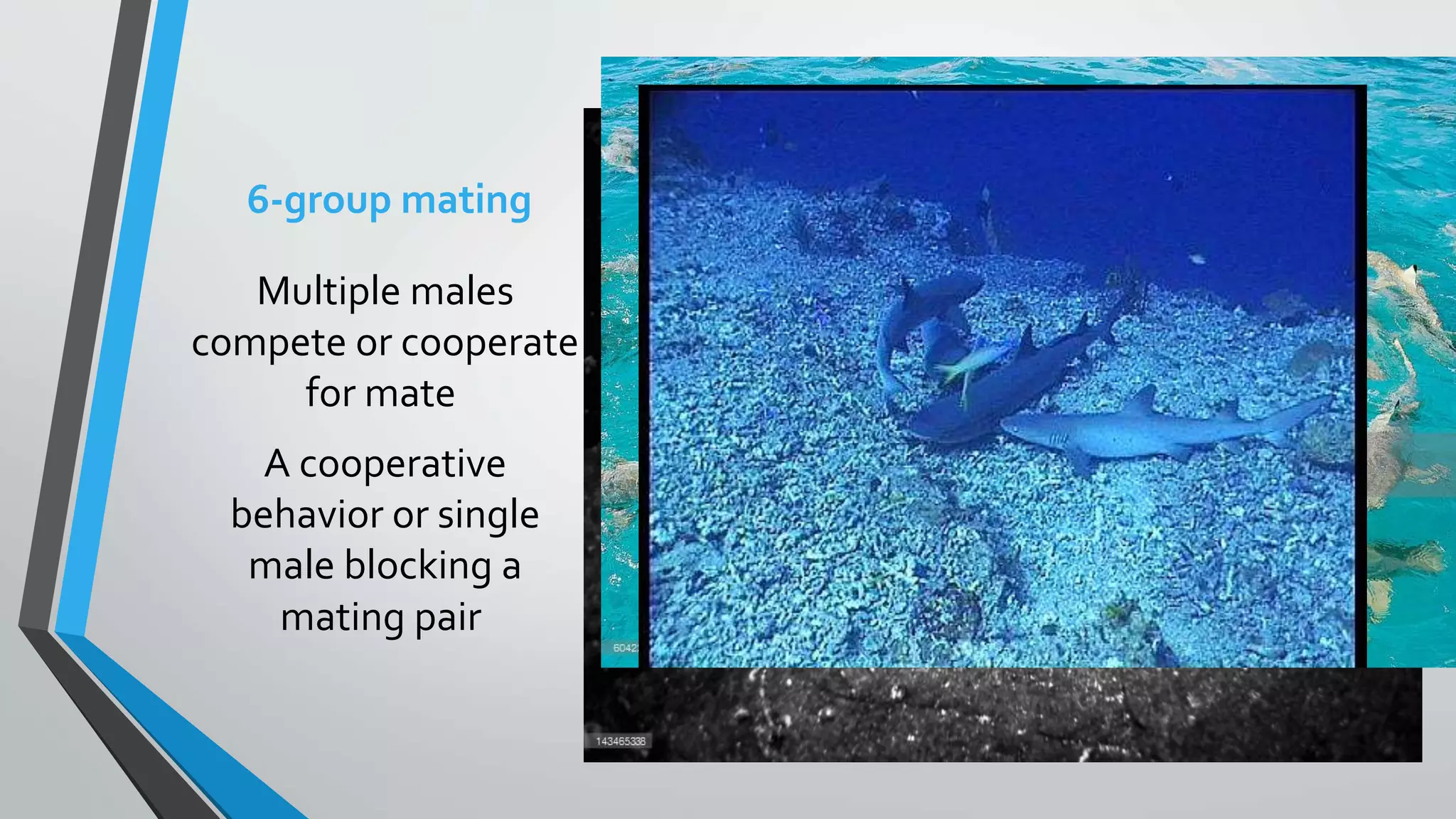 Reproductive behavior and parental care in sharks | PPTX